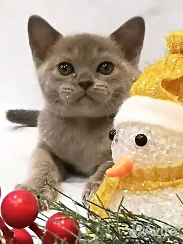 Кошка