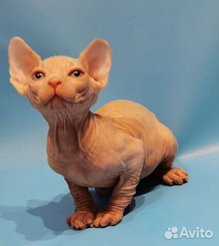 Канадский сфинкс