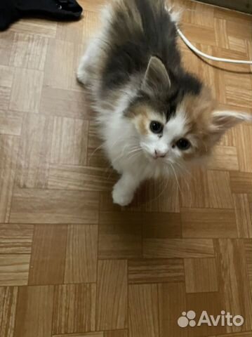 Кошка