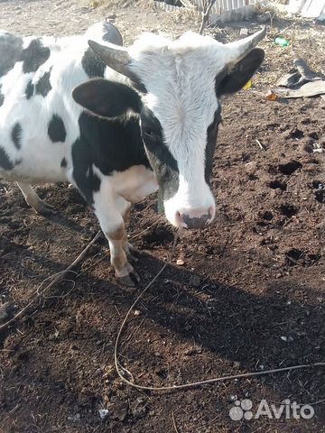 Бык на племя