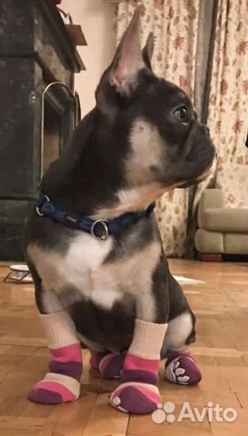 Французский бульдог голубой