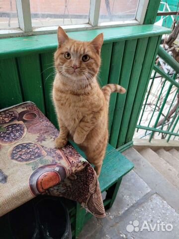 Кот в добрые руки