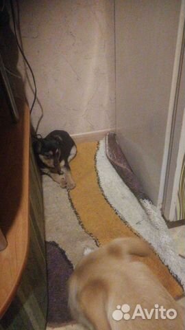 Тойчик