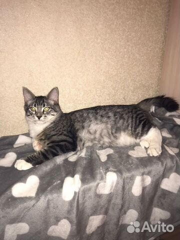 Котик ищет дом