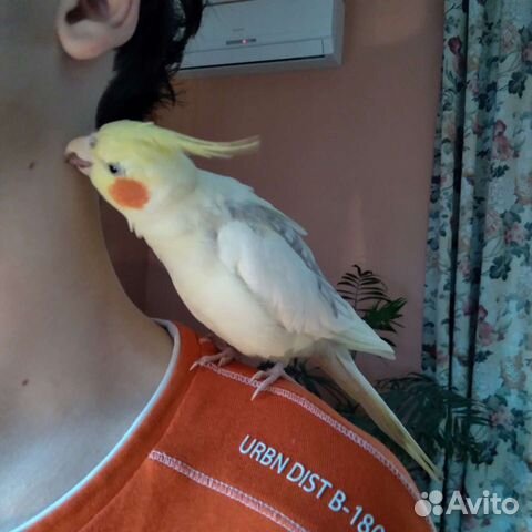 Ручные попугаи корелла птенцы