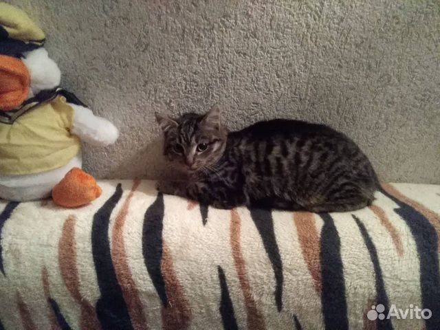 Котик бесплатно в добрые руки