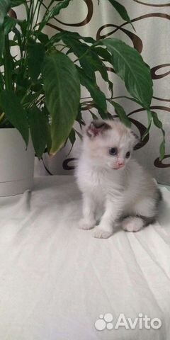 Котята вислохой британки