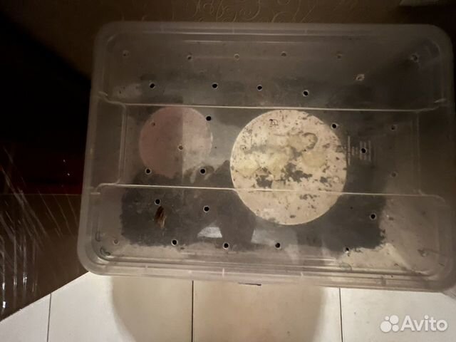 Улитки ахатины 3 штуки