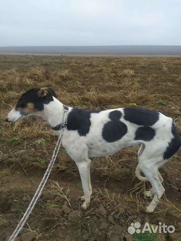 Обмениваю (хортячку) борзая