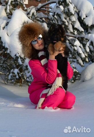 Восхитительный щенок длинношерстной немецкой овчар