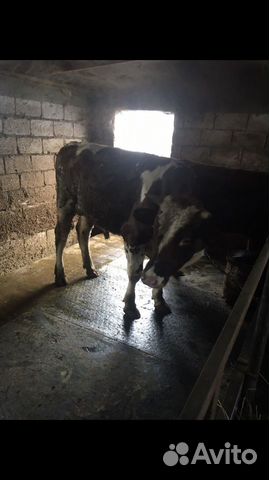 Бык на племя