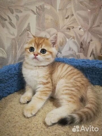 Мальчик британской золотой
