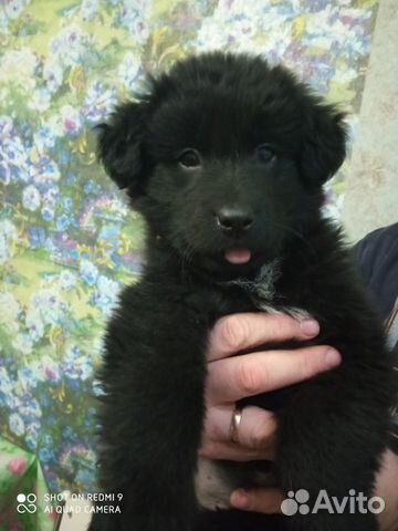 Собака в добрые руки щенок