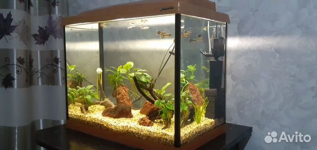 Аквариум
