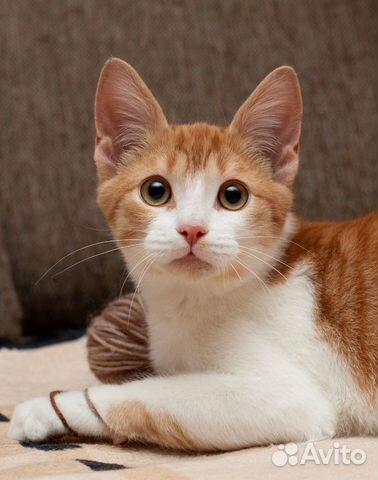 Котенок Микки, 5 месяцев, в дар