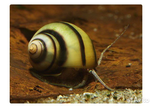 Улитка Спикси