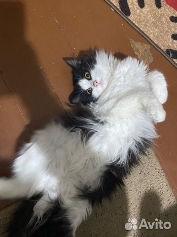 Ласковая кошечка подросток, лучший подарок на нг