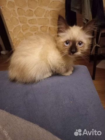 Продается сиамский кот