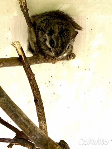 Японская белка-летяга