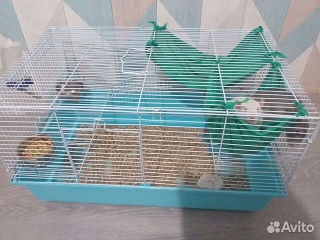 Крысы дамбо с клеткой