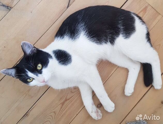 Котик ласковый