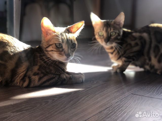 Бенгальские котята