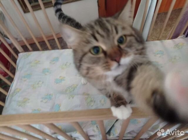 Котик ласковый мурчалка