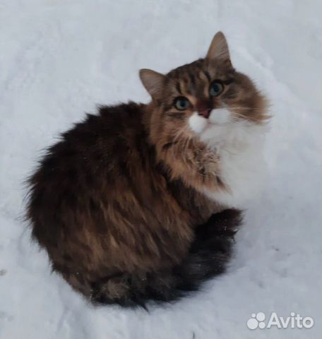 Молоденькая красавица кошечка