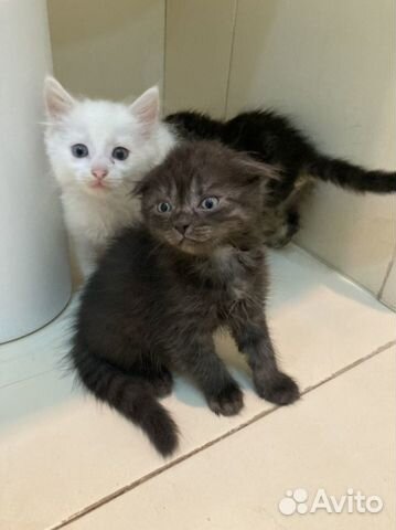Котята турецкой ангоры