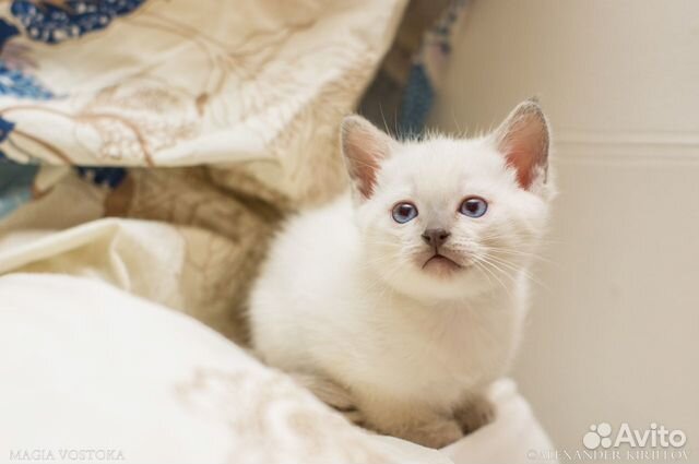 Элитные тайские котята из питомника