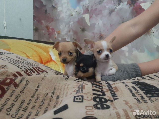 Зайчатки Чихуахуа