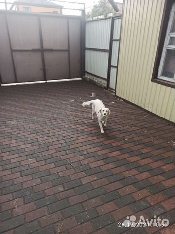 Собака в добрые руки