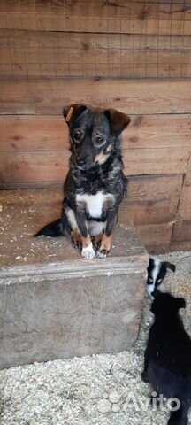 Маленькая собачка в добрые руки