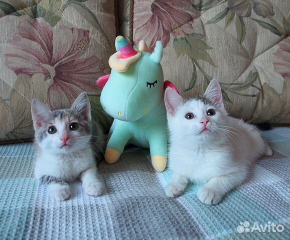 Тонечка и Сахарок в добрые руки