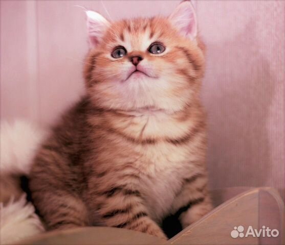 Мальчик Tiger в тигровой шубке, золотой "вискас"
