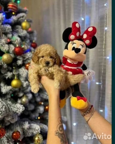 Мальтипу милашки