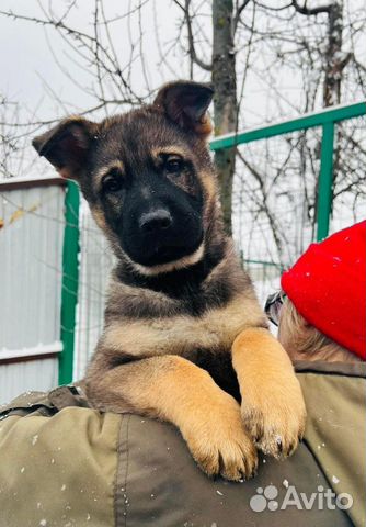 Немецкие овчарки рабочего разведения