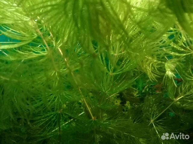 Роголистник