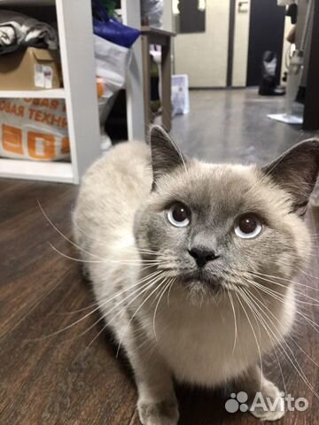 Шотландская кошка вязка (блю-помнт)