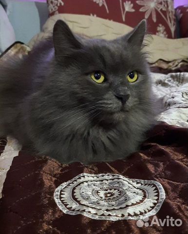 Марсик в ответственные руки