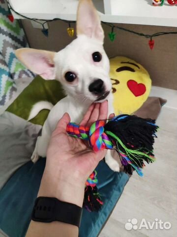 Девочка метис