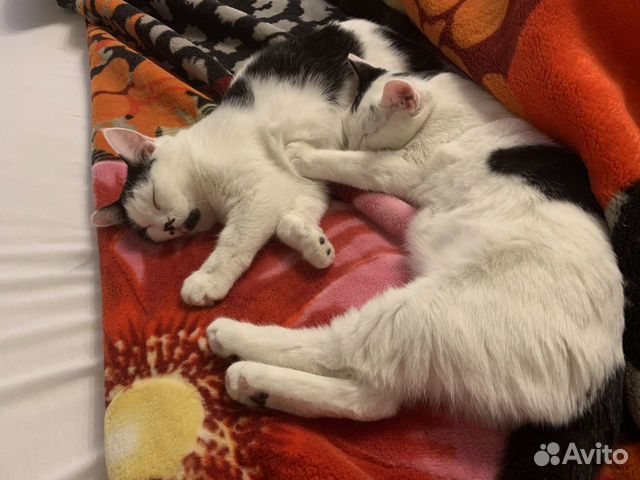 Котятки бесплатно в добрые руки