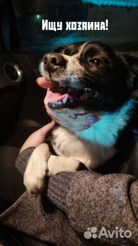 Франтик готов к переезду