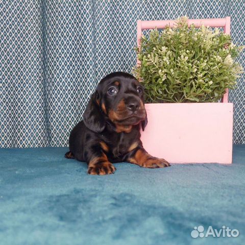 Мальчик mini таксы