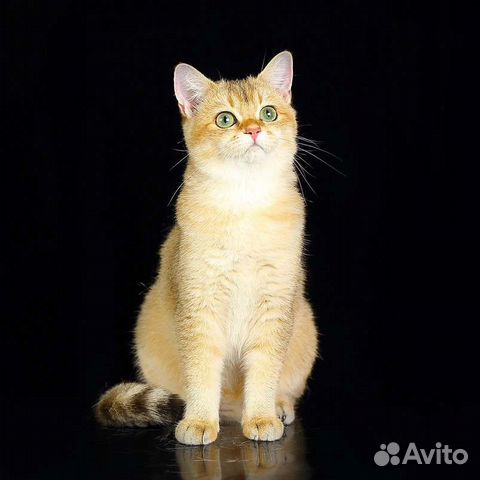 Кошки