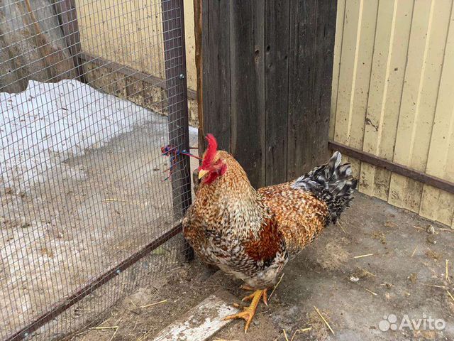 Петух Билефельдер