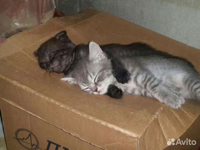 Кошки