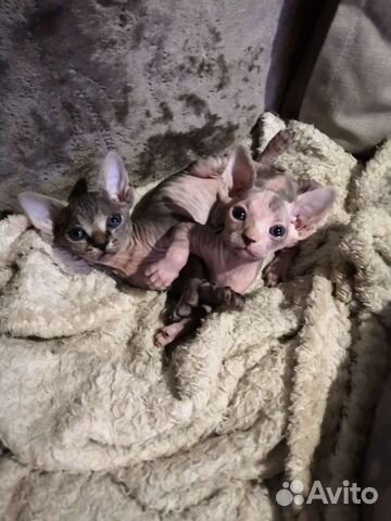 Донской сфинкс котята