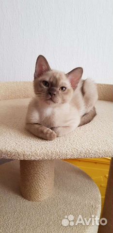 Бурманские котята