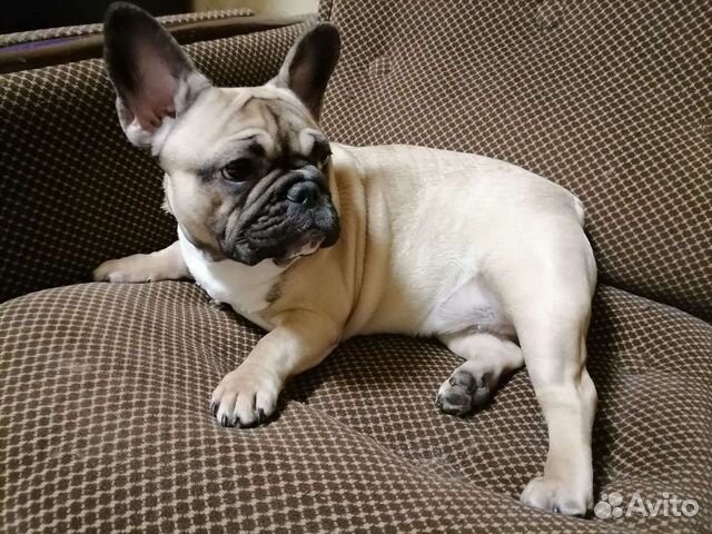 Французский бульдог